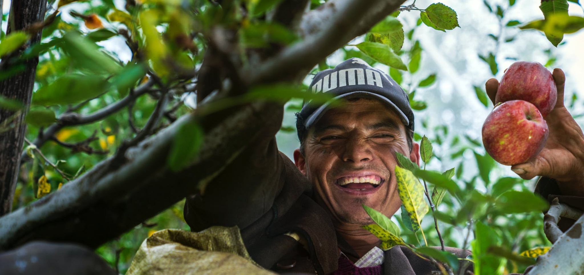 BC Fruit Growers' Association – We are an industry association ...